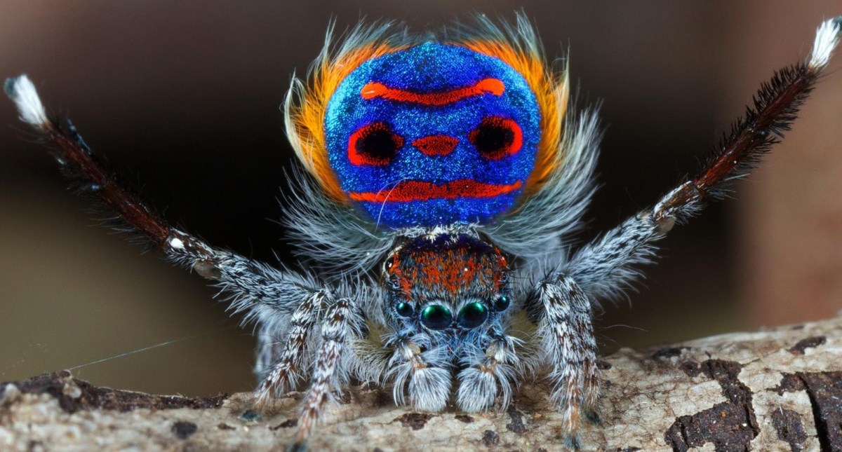 Peacock Spider Dance | This Random Sense of Wonder