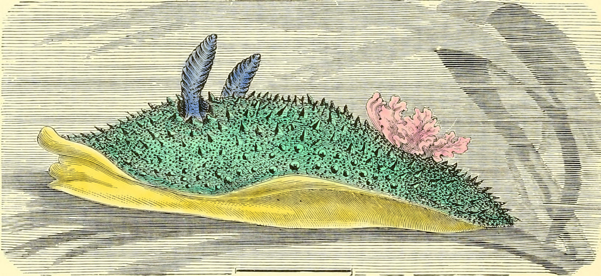 How a Jellyfish and a Sea Slug Illuminate the Mystery of the Self ...